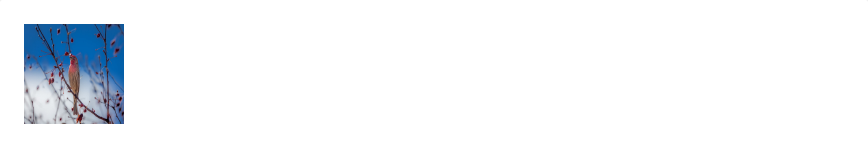 其他组件 - Image 图片 - 《ElementUI v2.15.0 使用手册》 - 书栈网 · BookStack