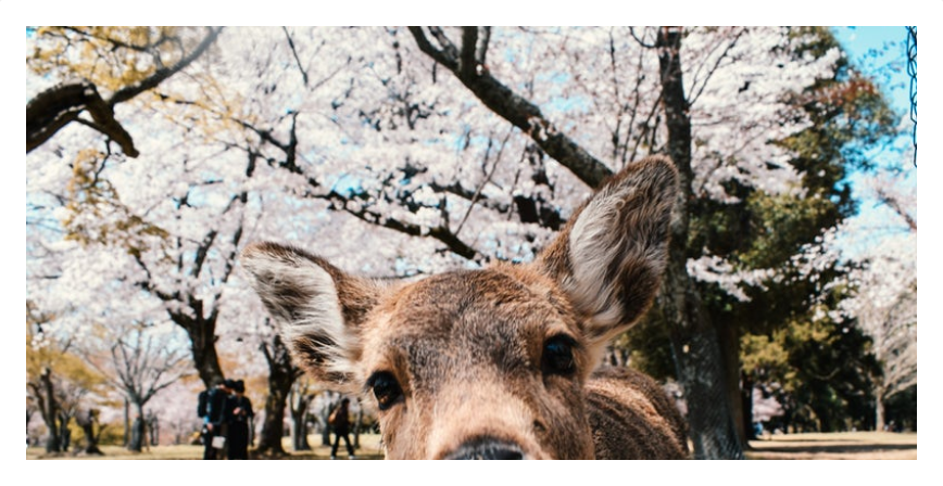 其他组件 - Image 图片 - 《ElementUI v2.15.0 使用手册》 - 书栈网 · BookStack